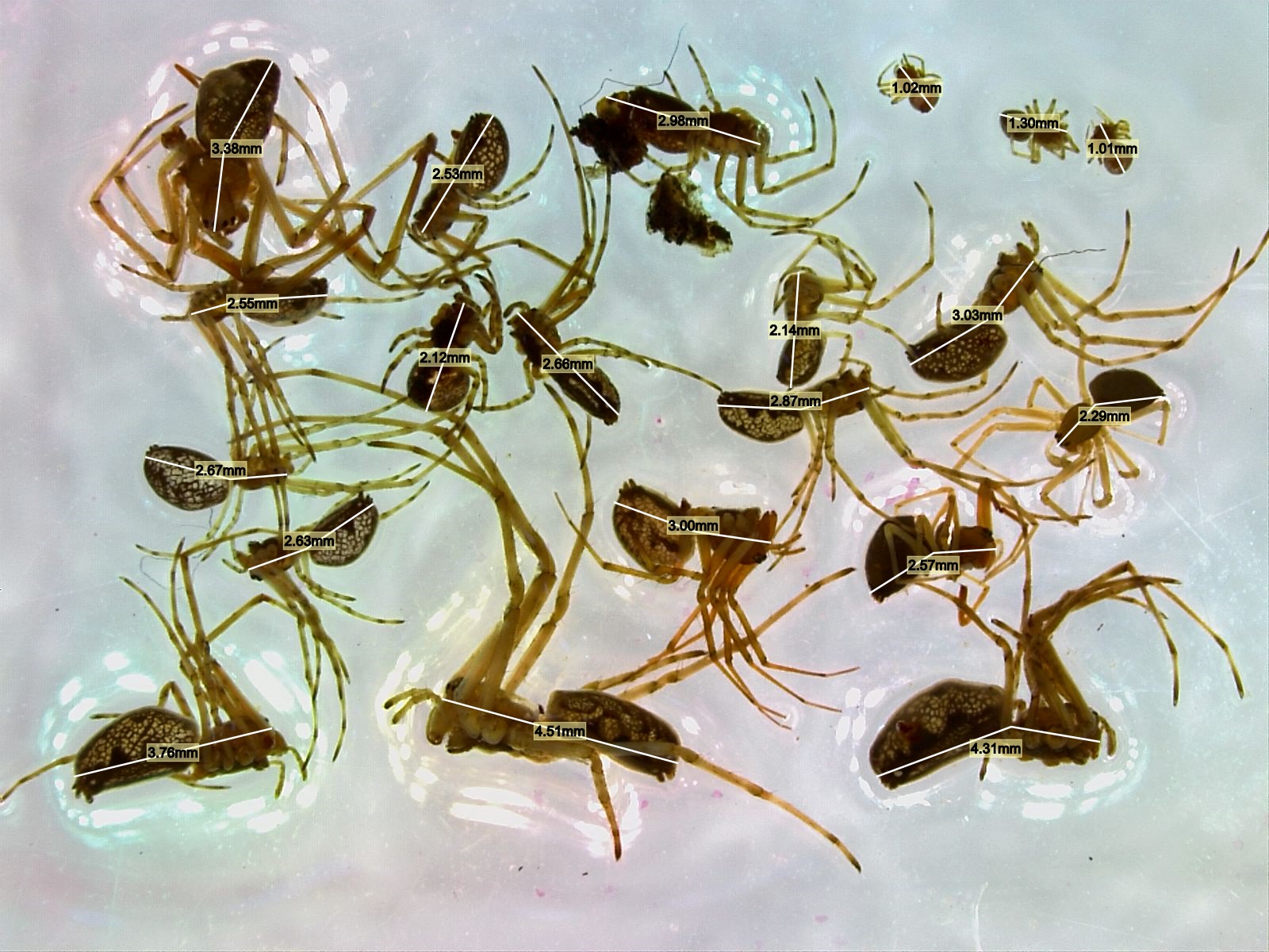 Spiders – Allan Ecology Lab